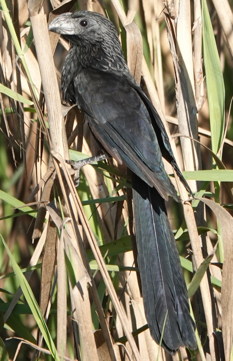eBird Checklist - 28 Dec 2023 - Reserva Ecológica Estero de San José ...