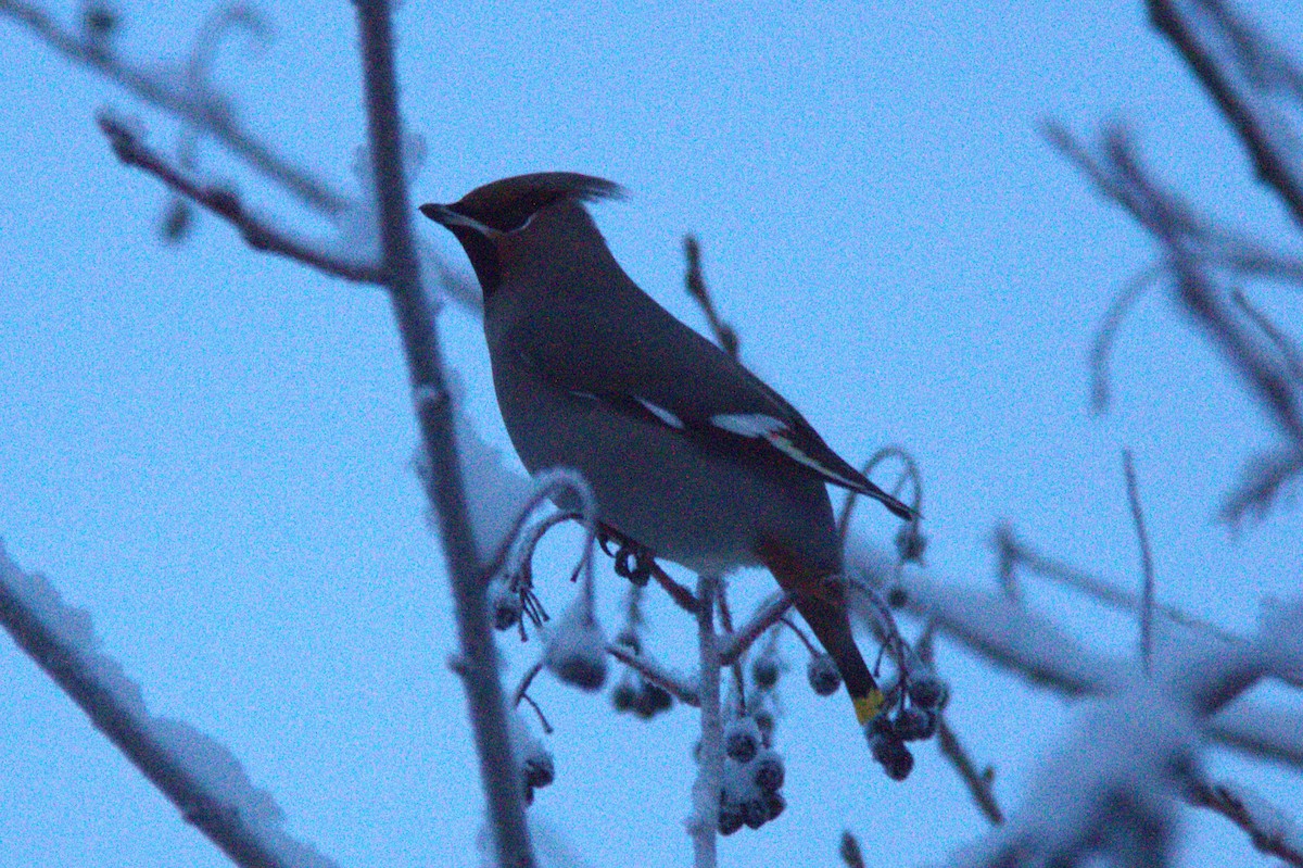 eBird Checklist - 31 Dec 2023 - UAF Campus - 4 species