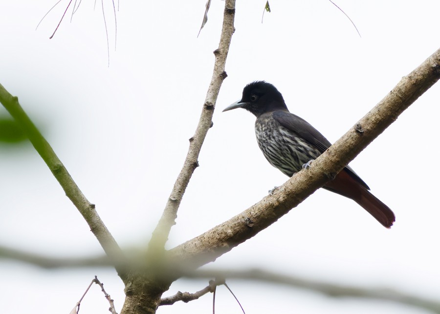 Maroon Oriole (Maroon) - eBird