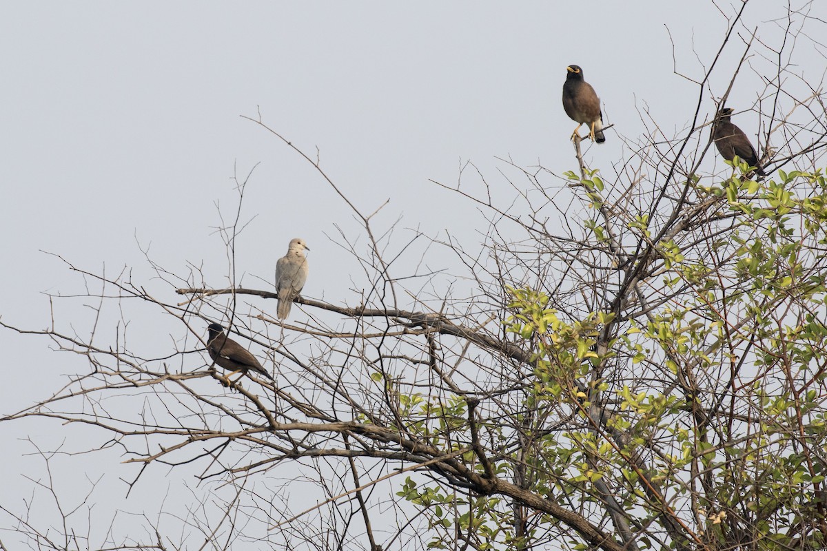 eBird India Checklist - 1 Jan 2024 - Merces, Near Suruchi beach - 62 ...