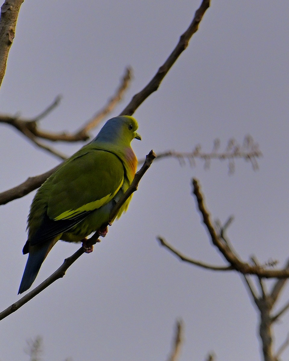 eBird India Checklist - 22 Dec 2023 - Zuari River - 24 species