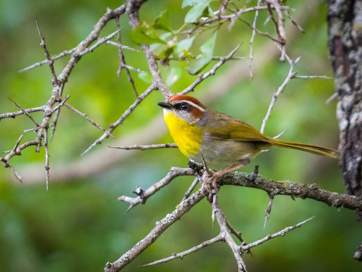 eBird Checklist - 30 Dec 2023 - Bosque Zuazua--Ruta Puerta de Hierro ...