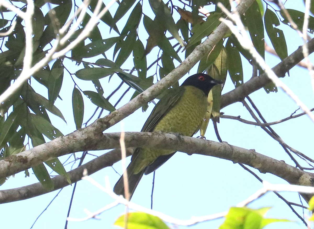 Black-headed Berryeater - Carpornis melanocephala - Media Search ...