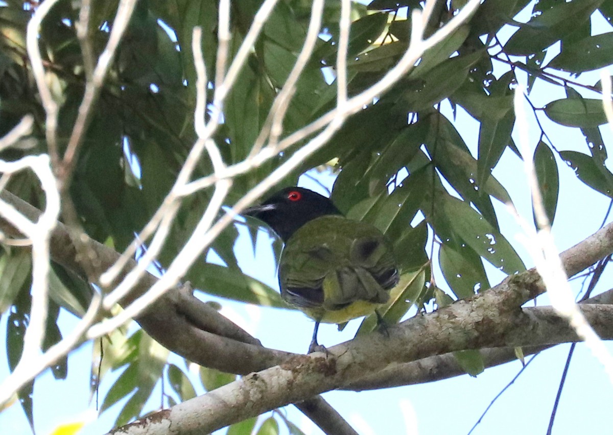 Black-headed Berryeater - Carpornis melanocephala - Media Search ...