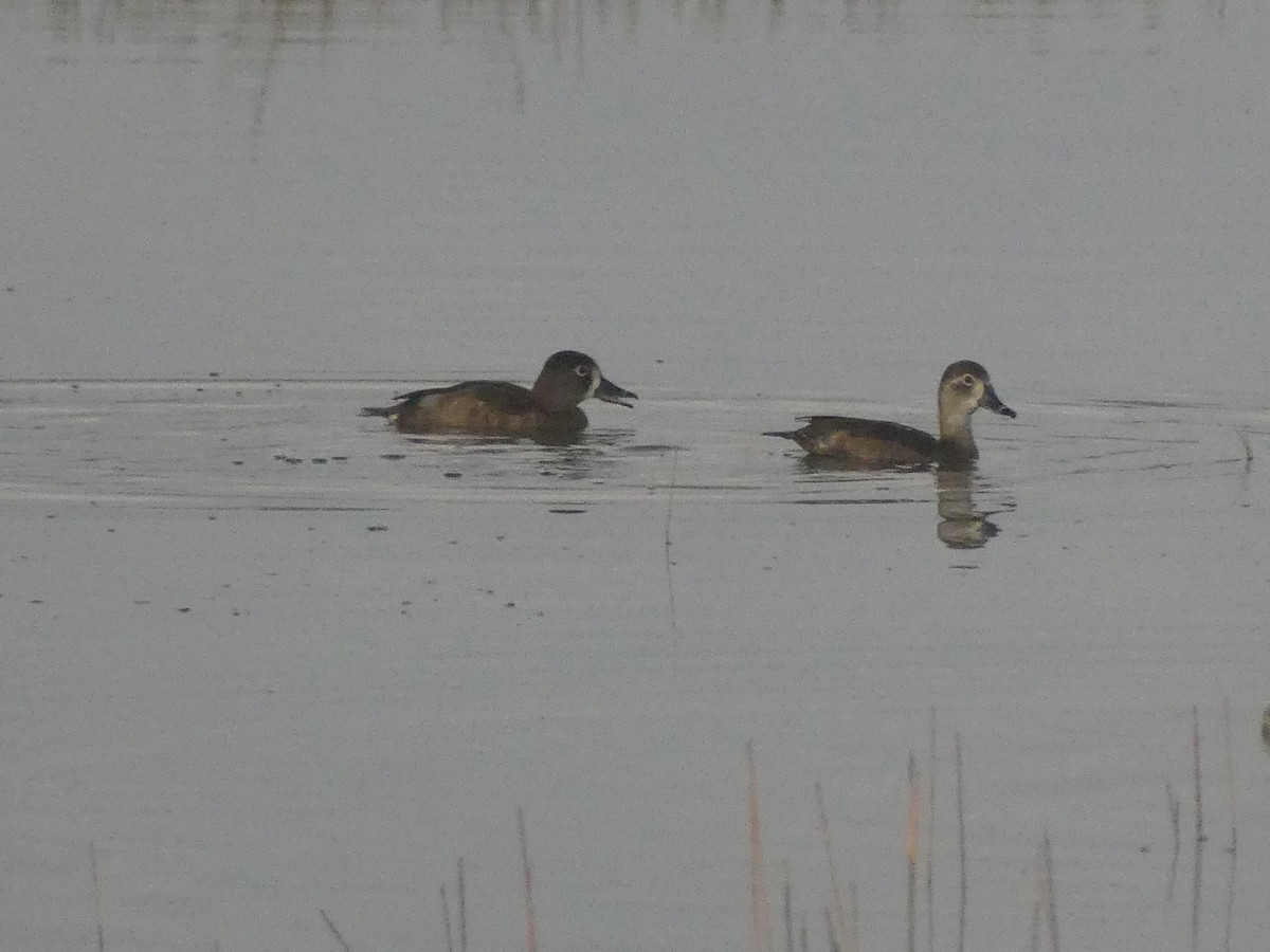 eBird Checklist - 1 Jan 2024 - Lake Woodruff NWR - 41 species