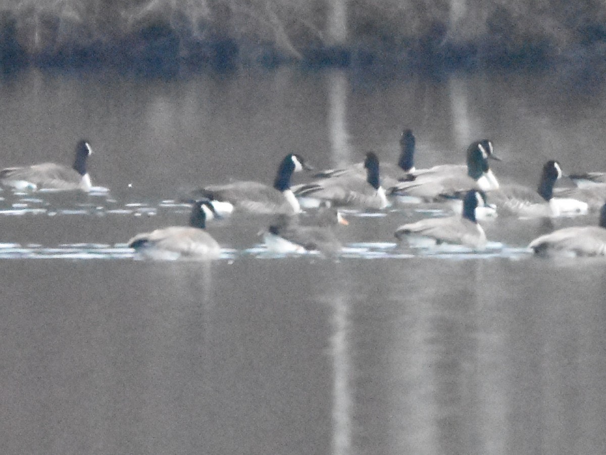Mass Audubon eBird Checklist - 1 Jan 2024 - Monponsett Lakes, Halifax ...