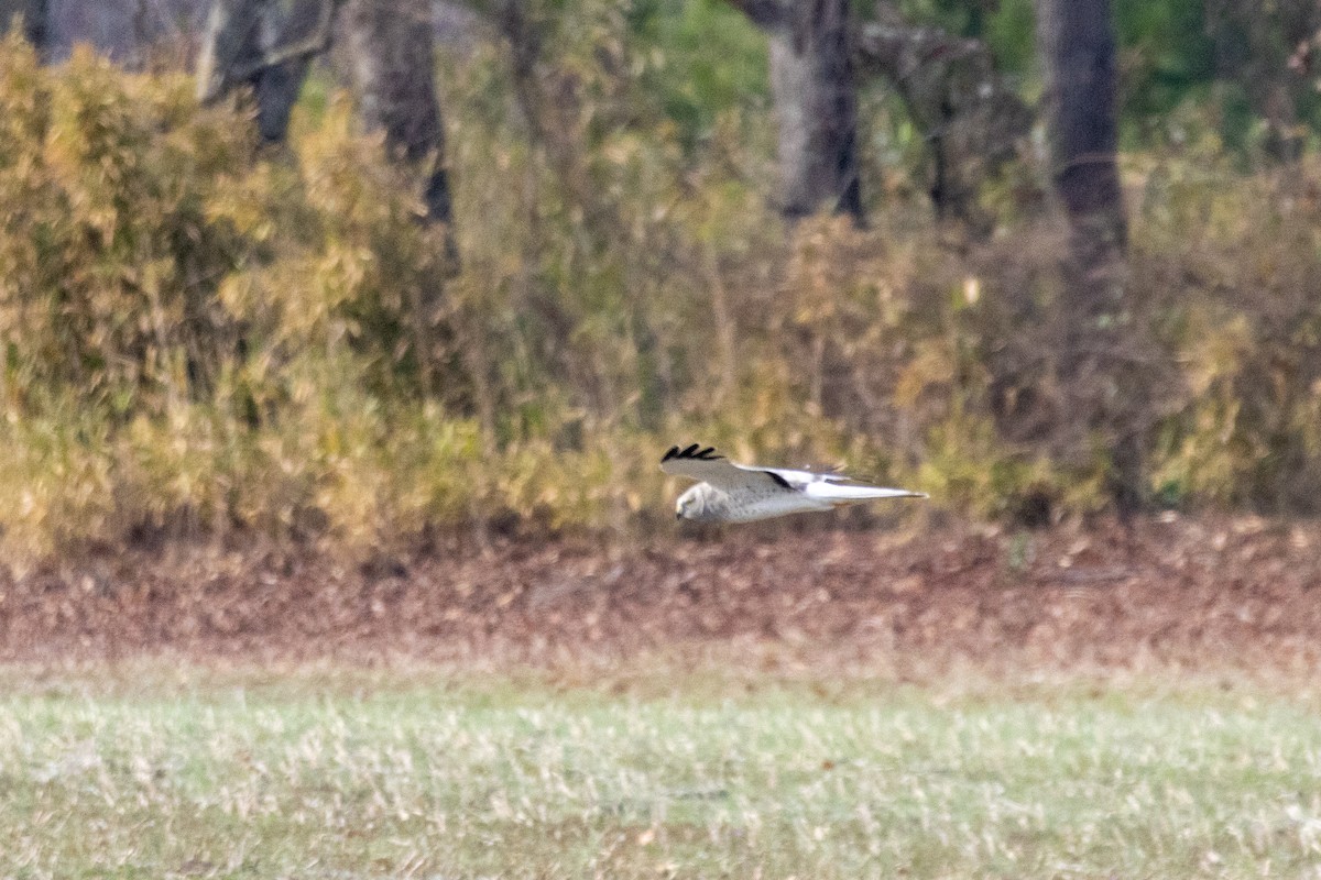 North Carolina Bird Atlas Checklist - 1 Jan 2024 - Swamp Rd. (Cumberland Co.) - 43 species