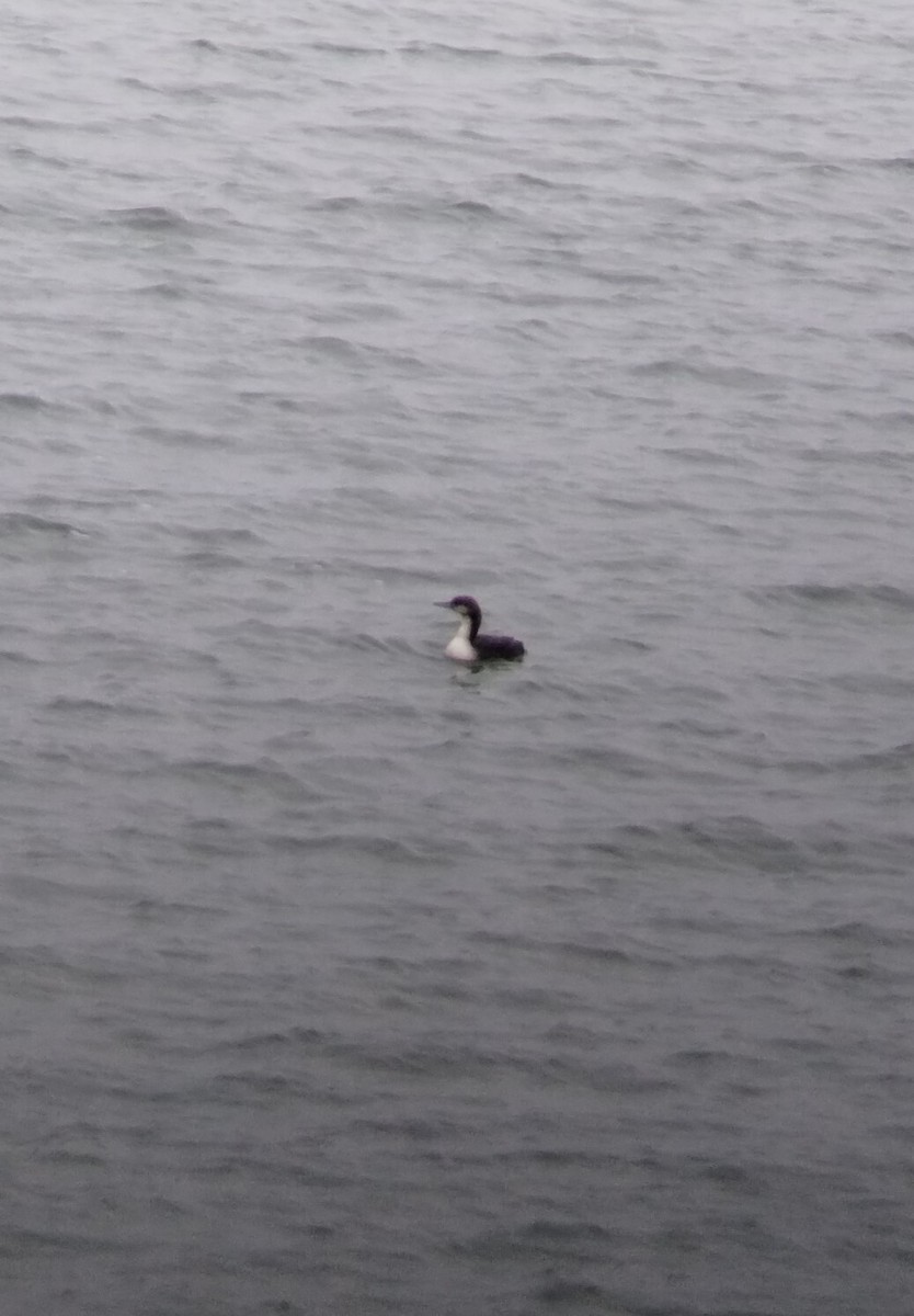 eBird Checklist - 1 Jan 2024 - Clinton Lake--Dam - 17 species