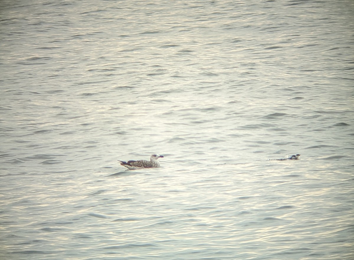 eBird Checklist - 1 Jan 2024 - Shark River Inlet - 8 species