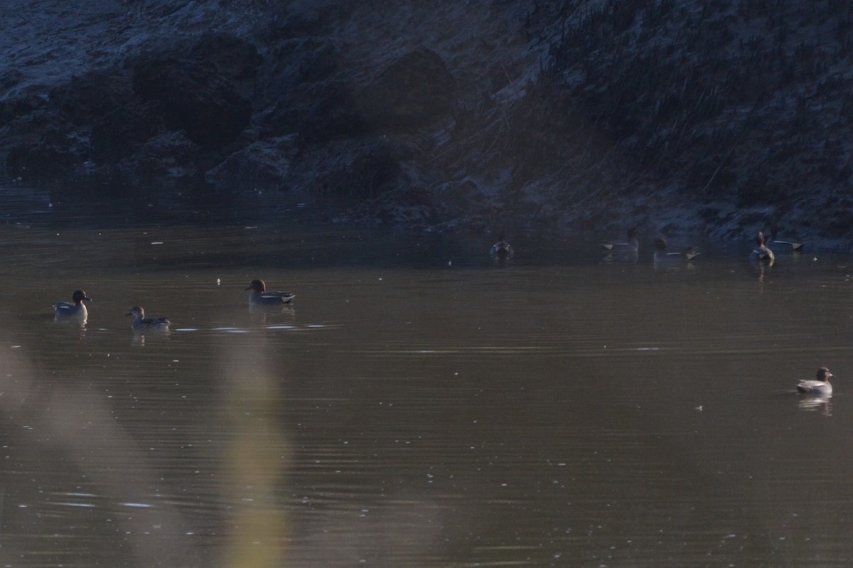 eBird Portugal Checklist - 1 Jan 2024 - Ribeira das Enguias - 60 species