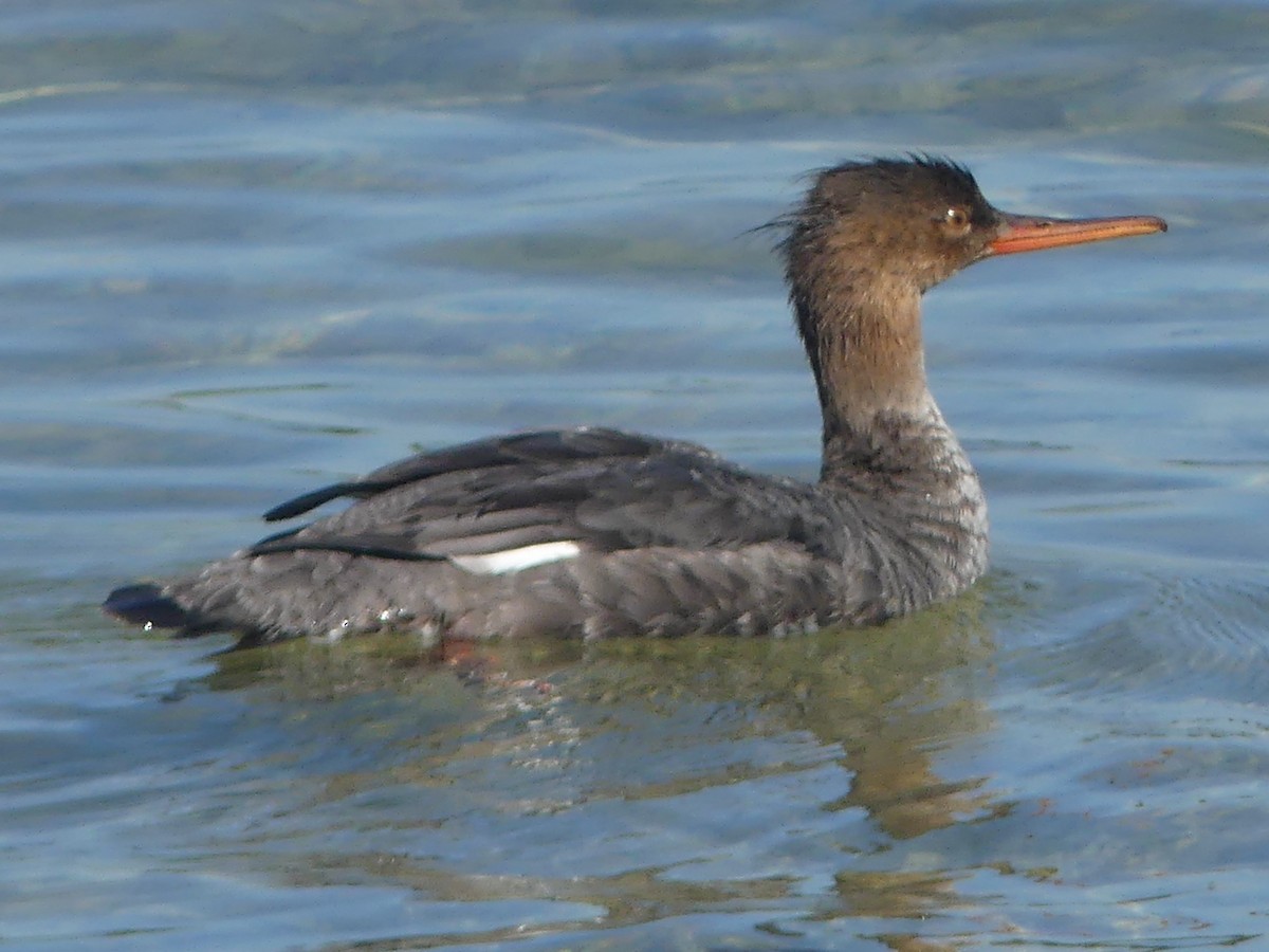 eBird Checklist - 1 Jan 2024 - Harry Harris County Park - 17 species