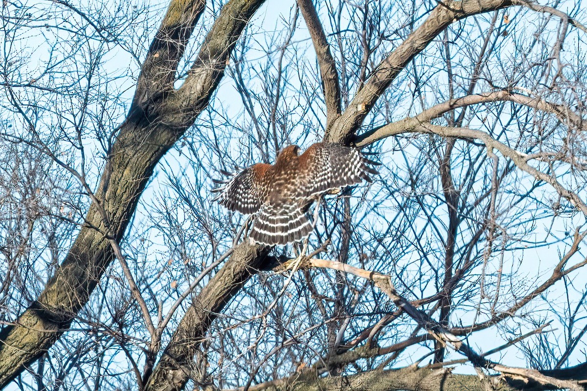 eBird Checklist - 1 Jan 2024 - Pawnee Lake SRA - 1 species