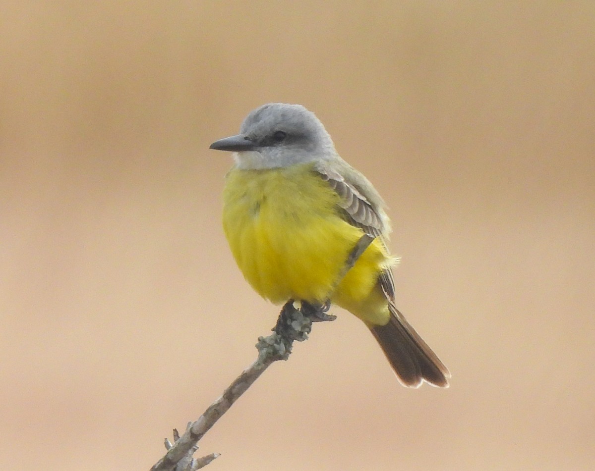 eBird Checklist - 1 Jan 2024 - CCISD Education Village - 30 species