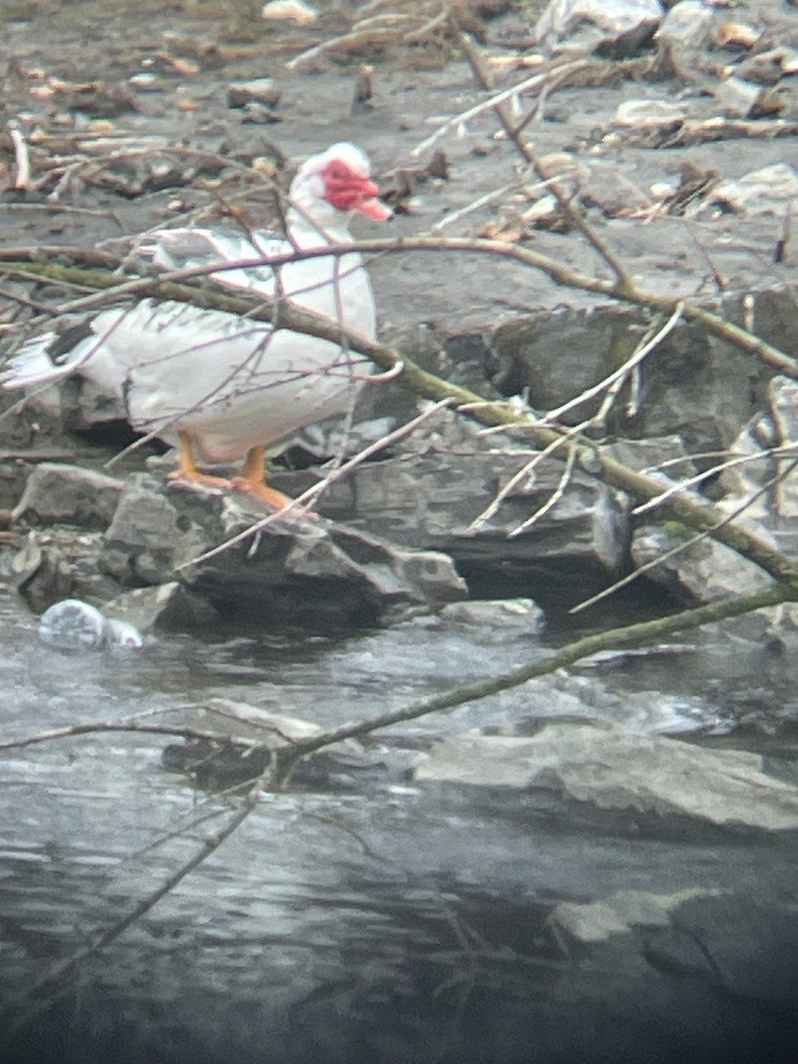 Pennsylvania Bird Atlas Checklist - 1 Jan 2024 - 22nd/Chestnut - 11 species