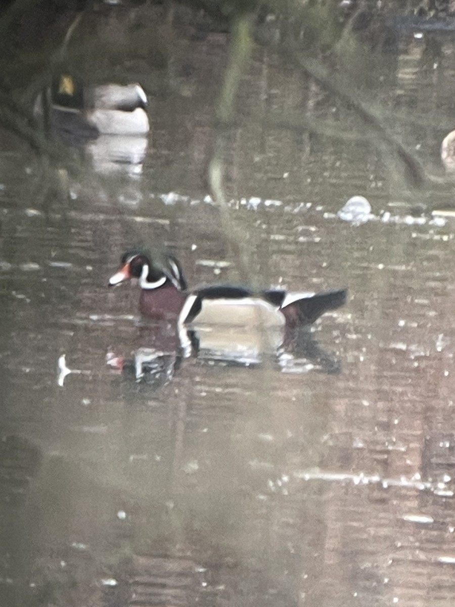 Pennsylvania Bird Atlas Checklist - 1 Jan 2024 - Millards Quarry Pond - 9 species