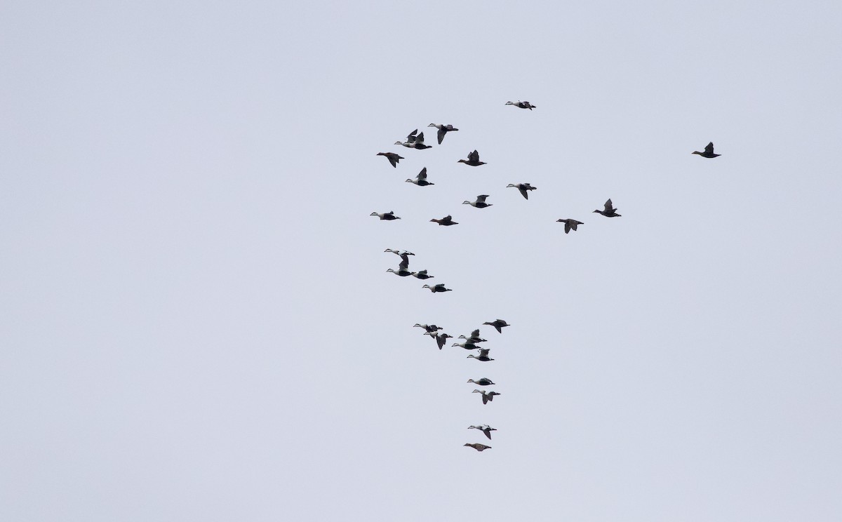 Mass Audubon eBird Checklist - 31 Dec 2023 - Cape Cod National Seashore ...