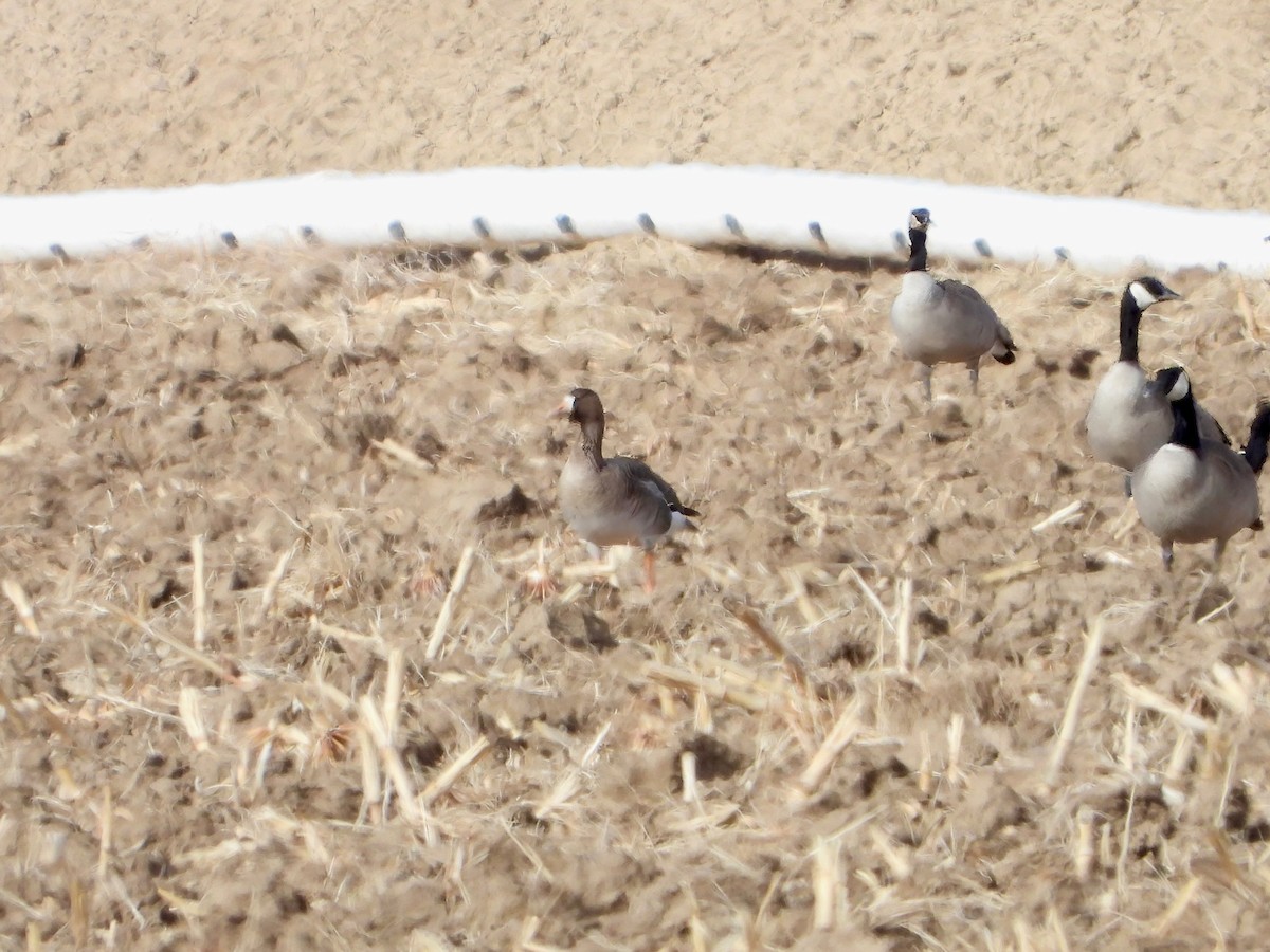 eBird Checklist - 1 Jan 2024 - R and S Rd from 6 to 8 Rd, Mack US-CO ...