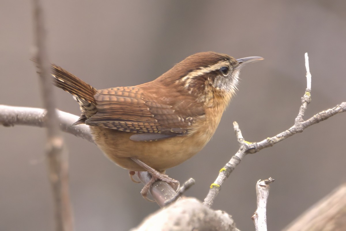 eBird Checklist - 1 Jan 2024 - Chugnut River Walk - 6 species (+1 other ...
