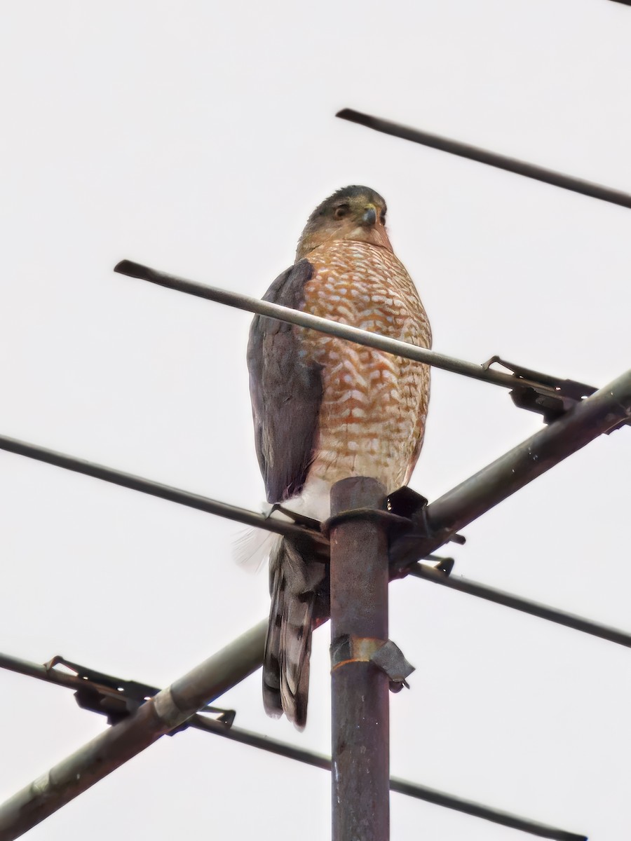eBird Checklist - 1 Jan 2024 - Oakville--Lakeshore Road in Bronte - 1 ...