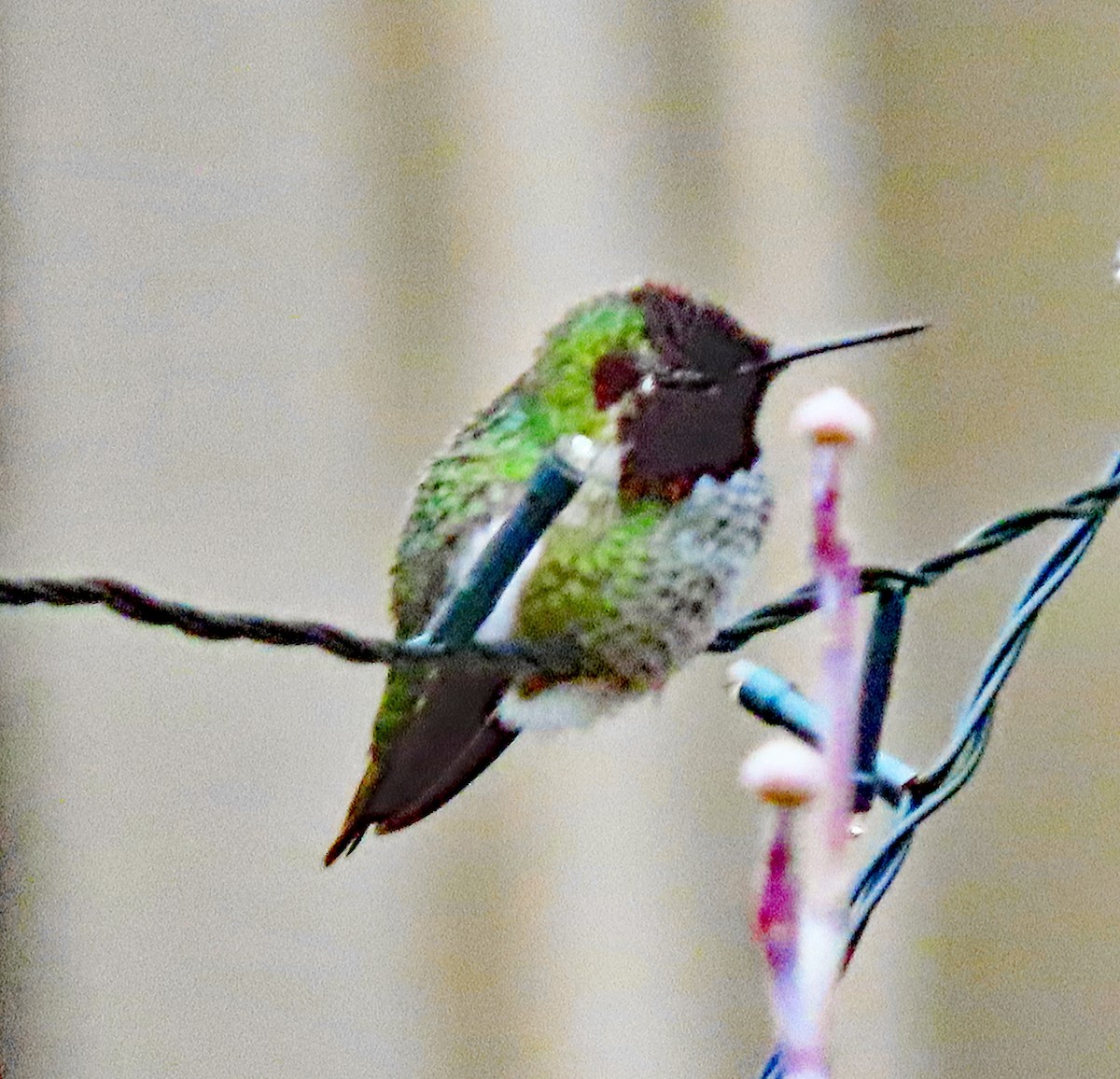 eBird Checklist - 1 Jan 2024 - Dallas Retirement Village - 3 species eBird Checklist - 1 Jan 2024 - Dallas Retirement Village - 3 species