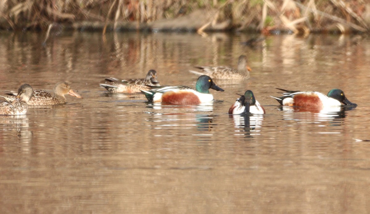New York Breeding Bird Atlas Checklist - 1 Jan 2024 - Fort Totten Park ...