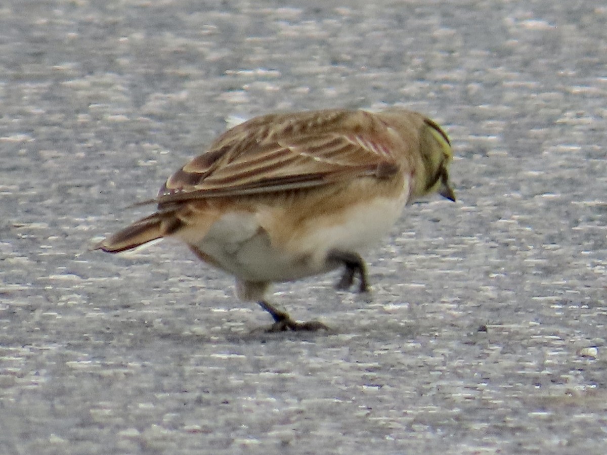 Pennsylvania Bird Atlas Checklist - 1 Jan 2024 - Homestead Rd. Farm Fields (roadside access only ...
