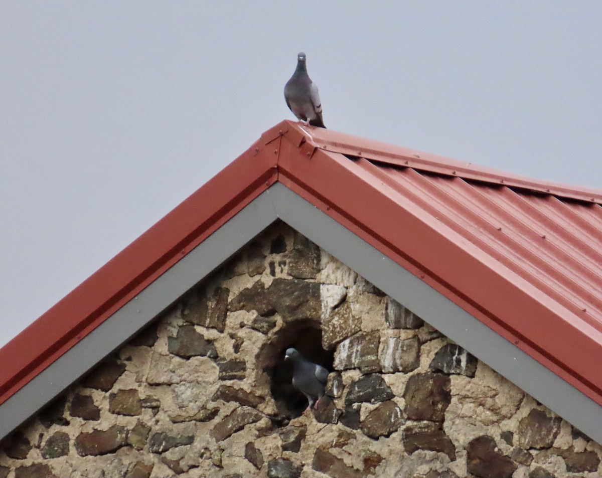 Pennsylvania Bird Atlas Checklist - 1 Jan 2024 - State Game Lands 43 - 17 species