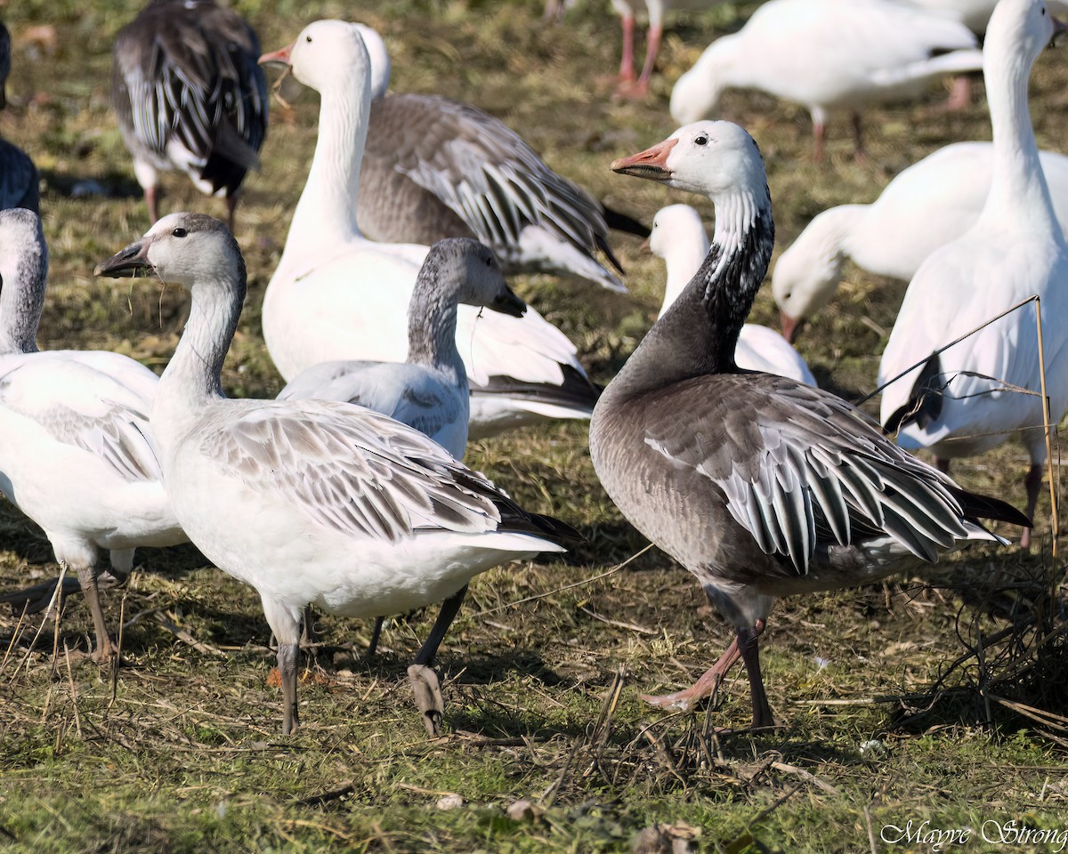 eBird Checklist - 1 Jan 2024 - Hagerman NWR - 49 species (+1 other taxa)
