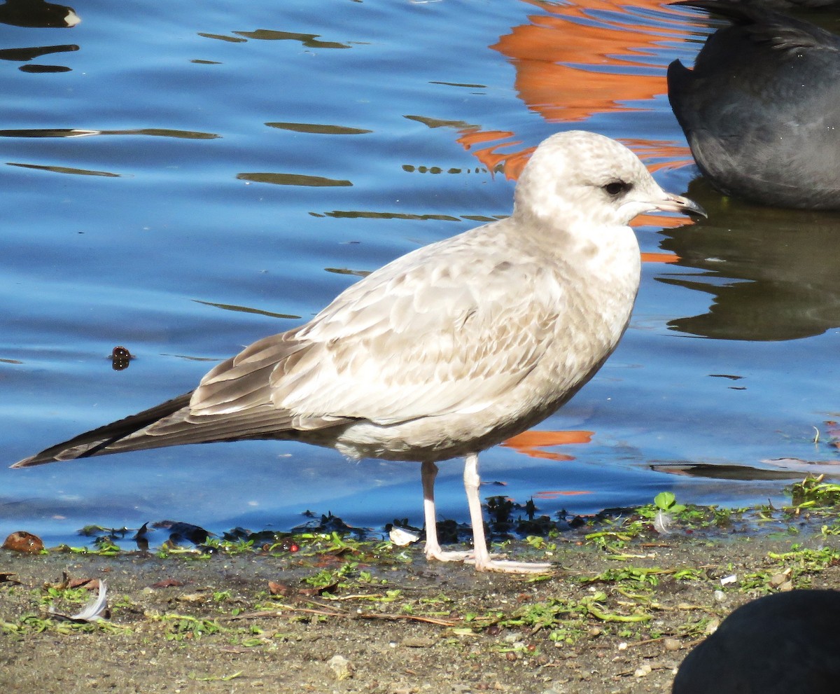eBird Checklist - 1 Jan 2024 - Legg Lake - 45 species (+2 other taxa)