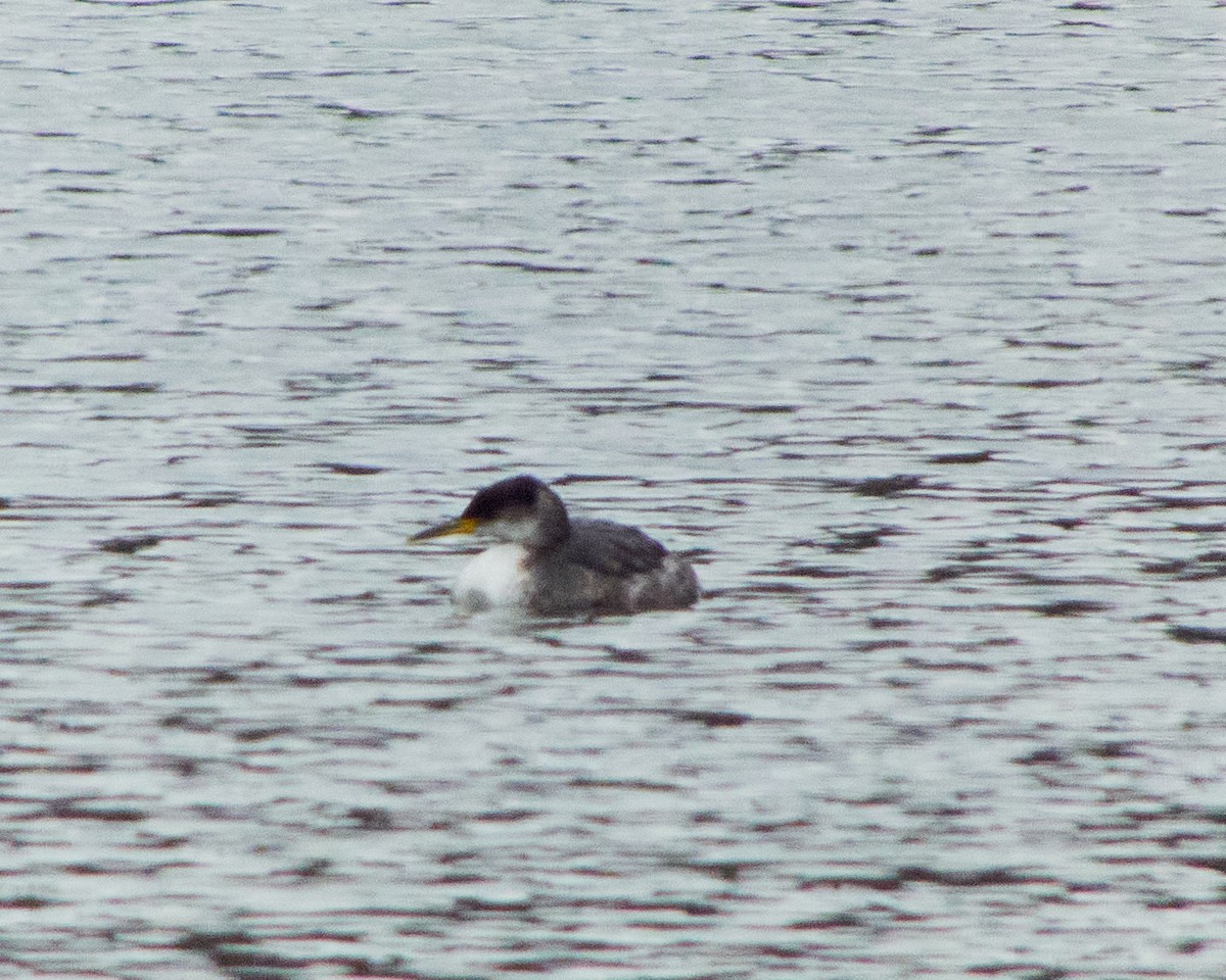 Pennsylvania Bird Atlas Checklist - 1 Jan 2024 - John Heinz NWR--impoundment (Philadelphia Co ...