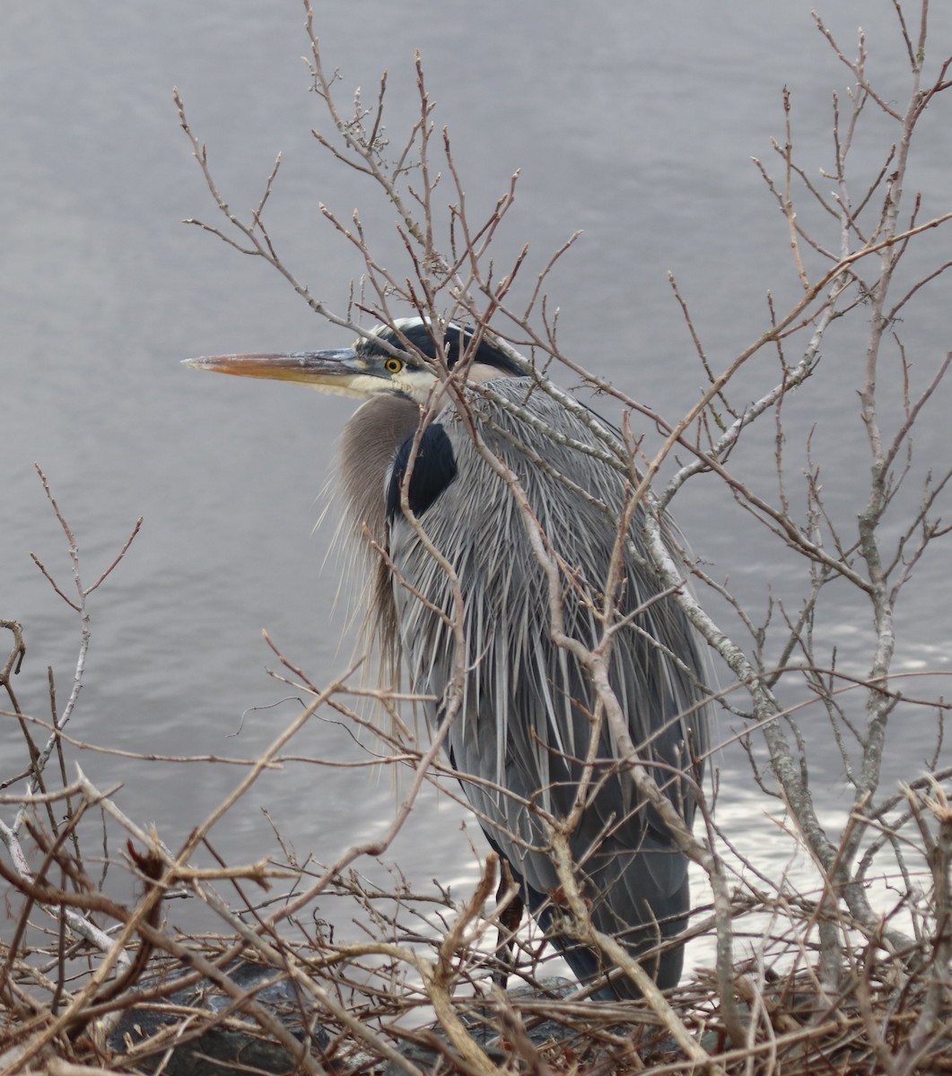 Maryland-DC Breeding Bird Atlas Checklist - 1 Jan 2024 - Blackwater NWR ...