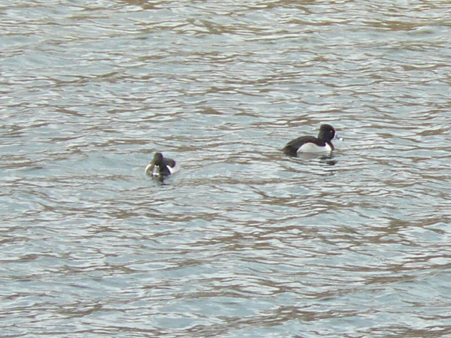 eBird Checklist - 31 Dec 2023 - Quarry Lake - 19 species