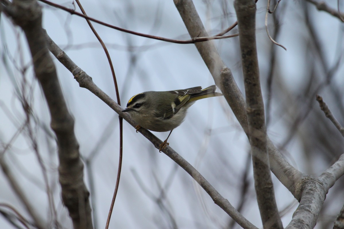 eBird Checklist - 1 Jan 2024 - Marsh Creek SP - 5 species