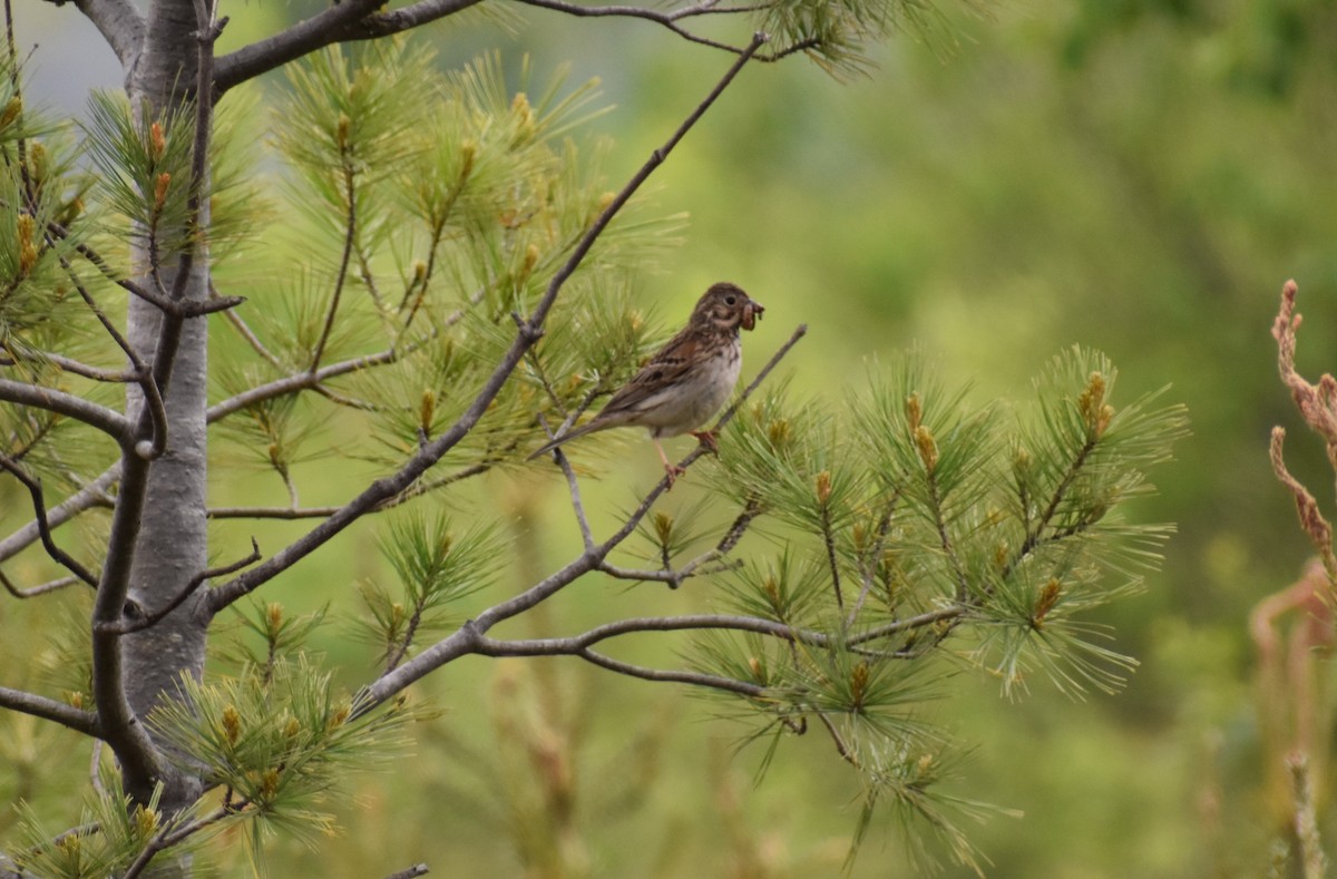 eBird Checklist - 16 Jun 2023 - Young Jack Pine Habitat - 11 species