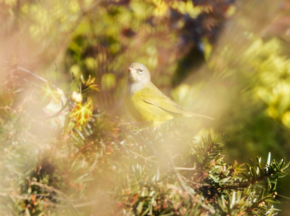 eBird Checklist - 1 Jan 2024 - stakeout MacGillivray's & Townsend's ...