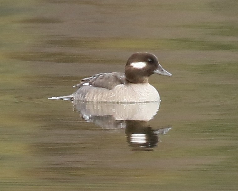 eBird Checklist - 31 Dec 2023 - Lake Siskiyou - 5 species