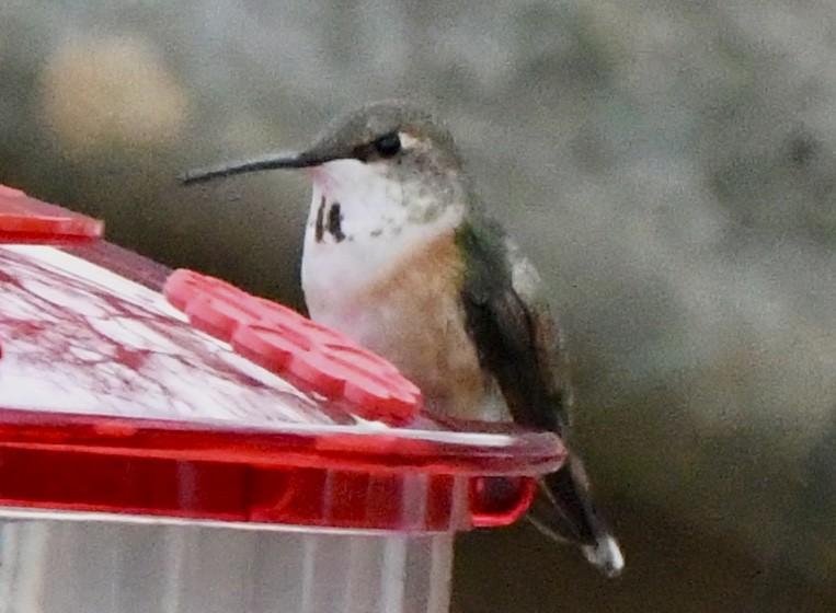 eBird Checklist - 1 Jan 2024 - Montgomery Pinetum, Cos Cob - 16 species