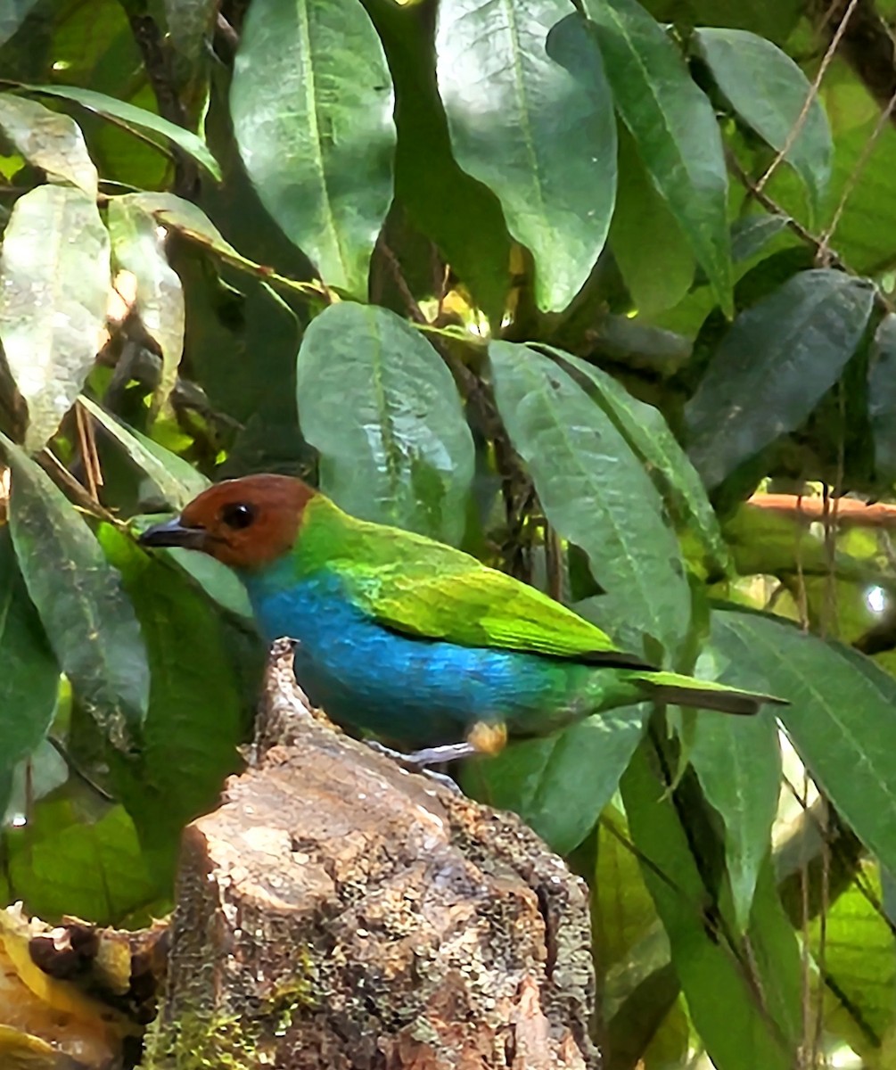 eBird Checklist - 22 Dec 2023 - The Bird's Nest Cerro Azul - Panama - 1 ...