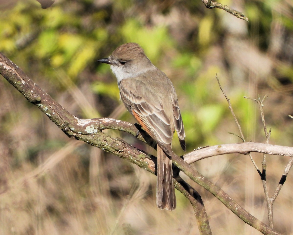 eBird Checklist - 31 Dec 2023 - Cox Rd. kingbird roost and surrounding ...