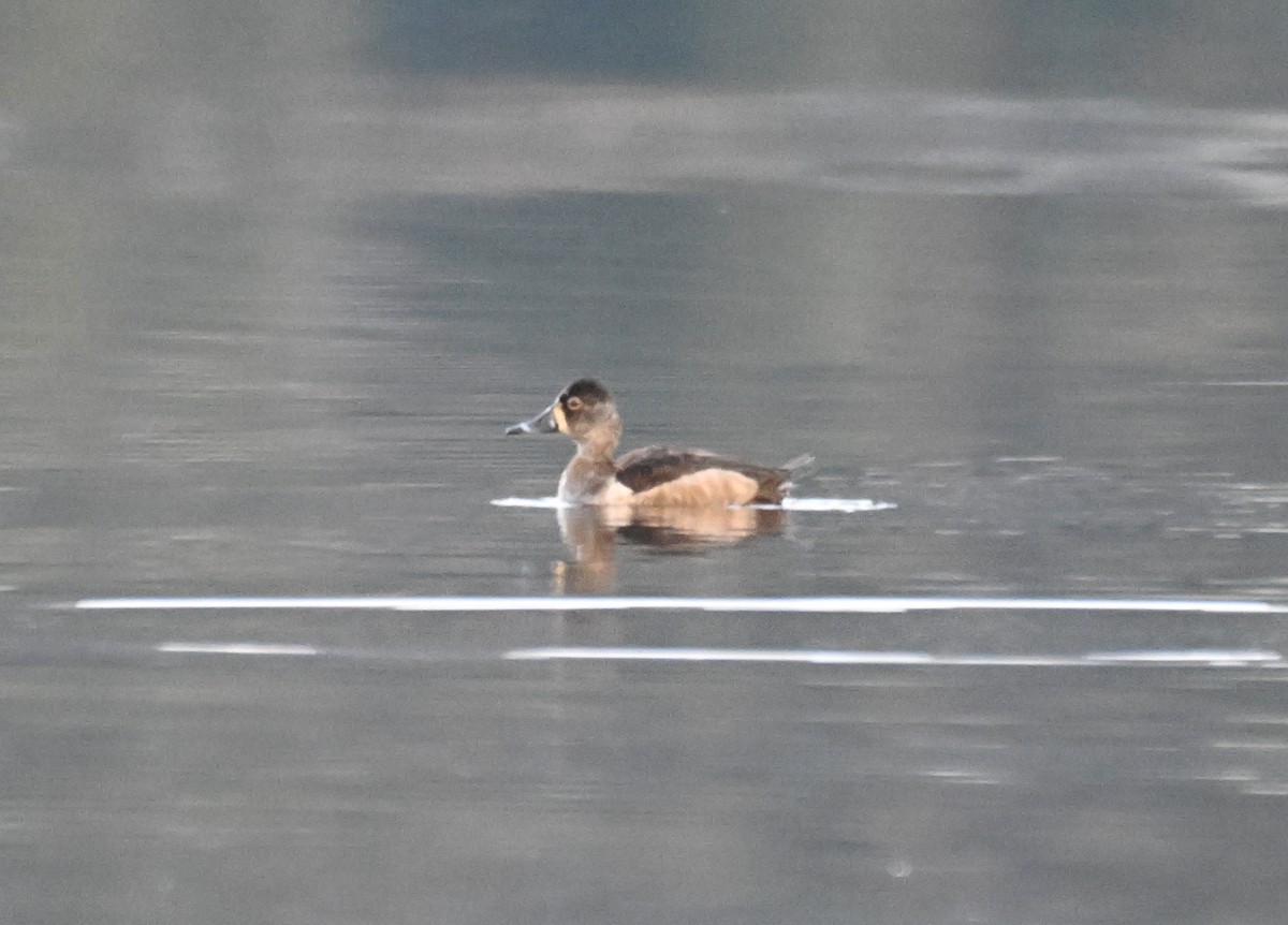 eBird Checklist - 1 Jan 2024 - Canim Lake—southwest end - 8 species