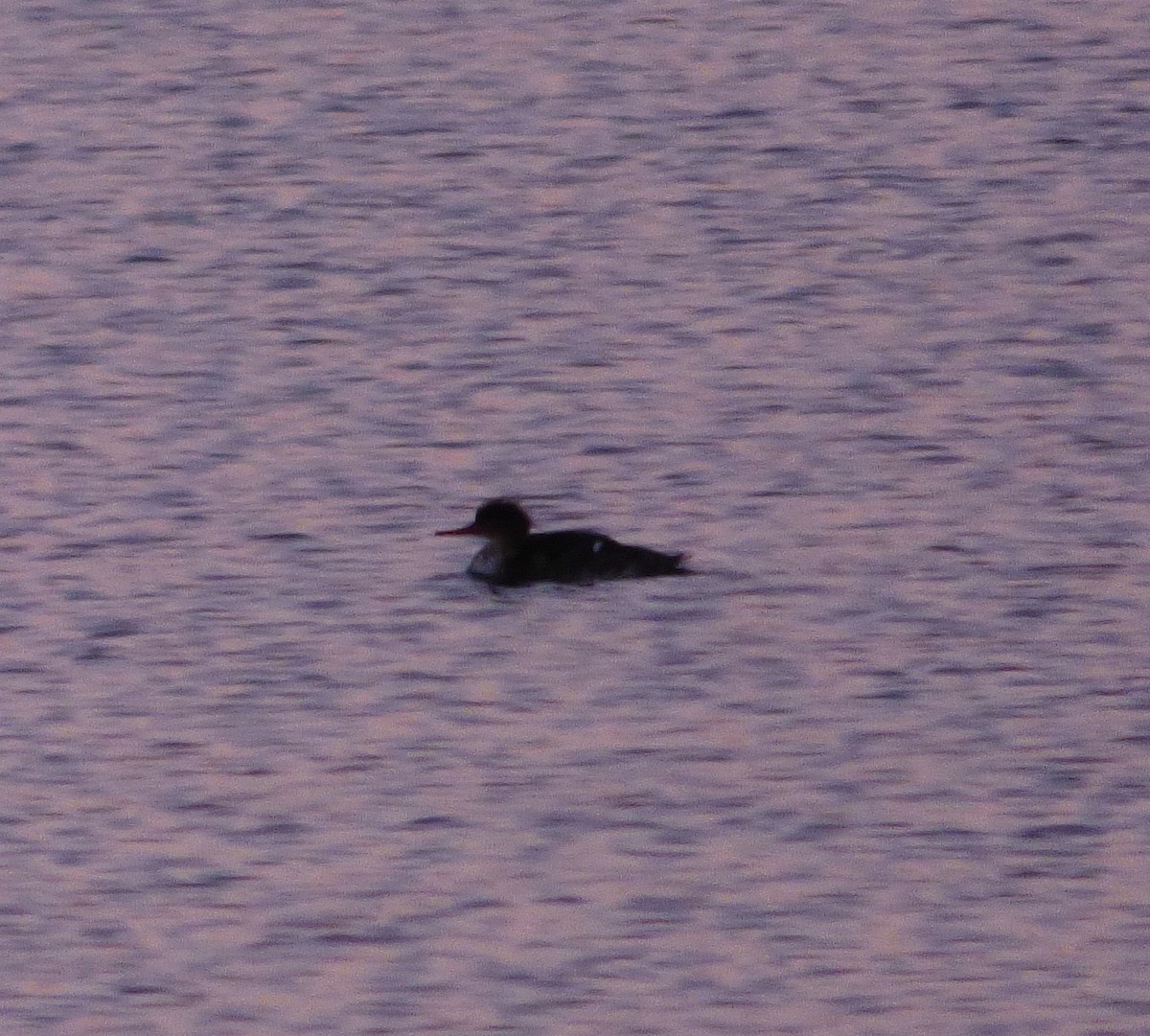 eBird Checklist - 1 Jan 2024 - Pyramid Lake--Warrior Pt. - 2 species