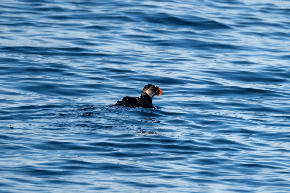 eBird Checklist - 1 Jan 2024 - Inland of Isles of Shoals on Fishing ...