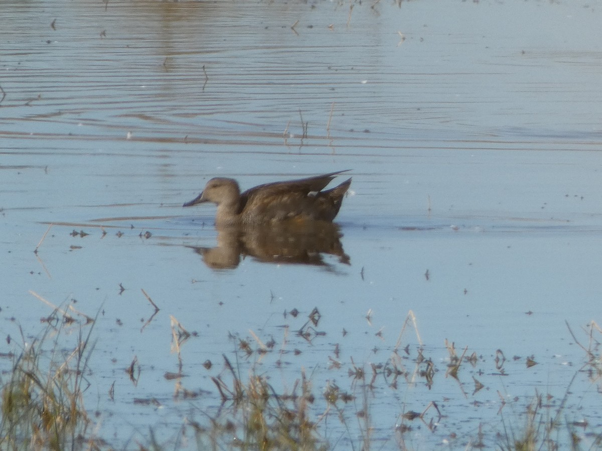 eBird Checklist - 30 Dec 2023 - King Ranch--Santa Gertrudis Unit (CTC ...