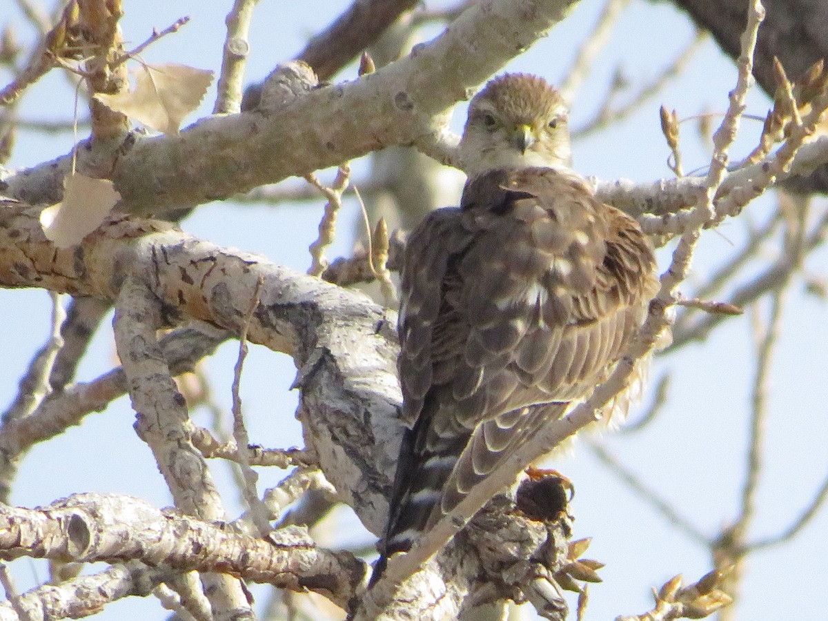 eBird Checklist - 1 Jan 2024 - Lake Pueblo SP--North Shore Marina - 6 ...