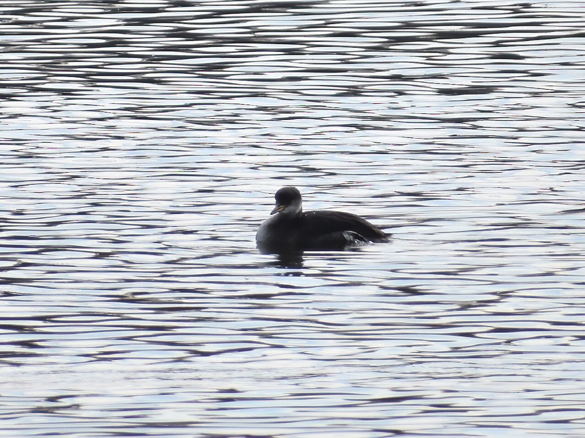 eBird Checklist - 1 Jan 2024 - John Heinz NWR--impoundment (Philadelphia Co.) - 66 species