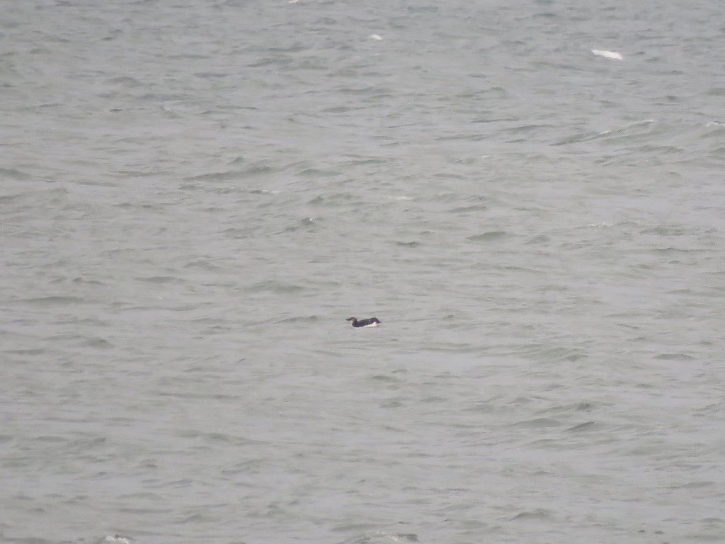 eBird Checklist - 1 Jan 2024 - Rudee Inlet - 19 species