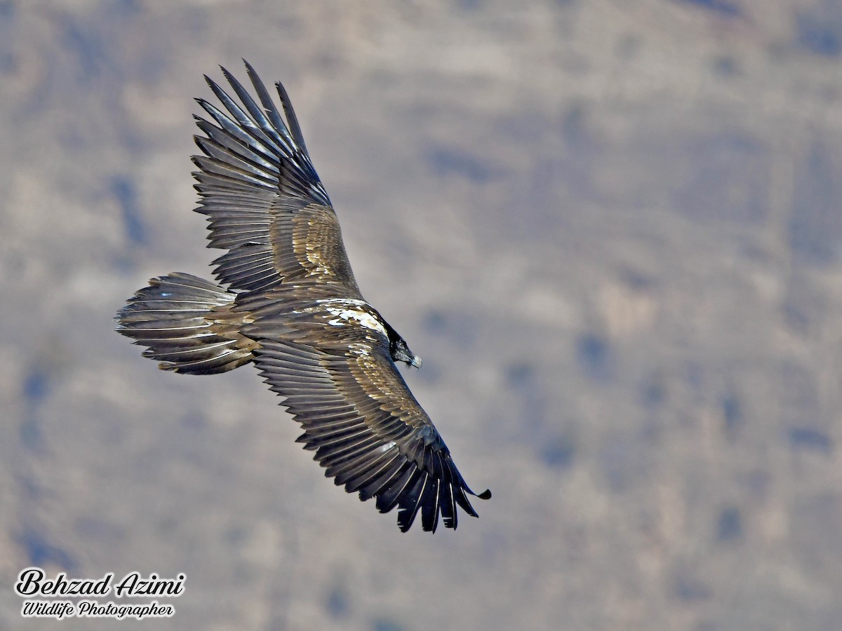 eBird Checklist - 29 Nov 2023 - Bozin and Marakhil Protected Area - 15 ...