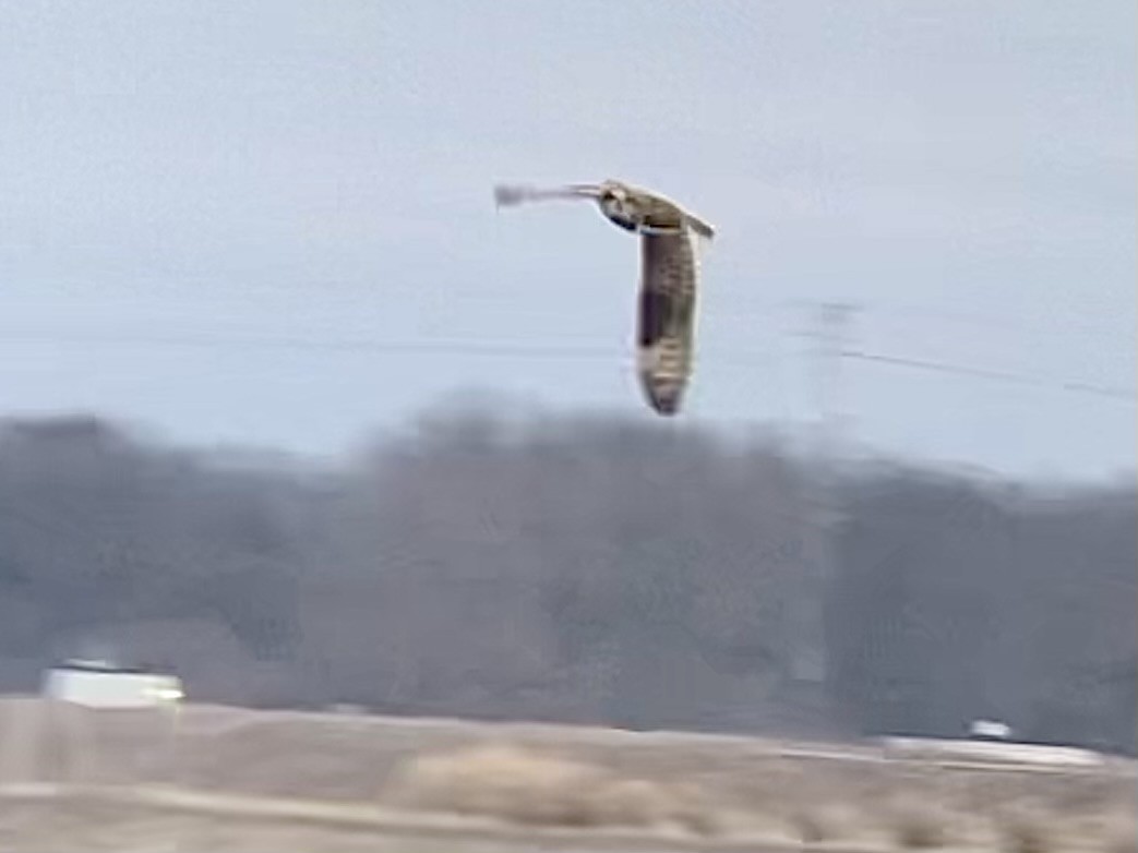 eBird Checklist - 1 Jan 2024 - FermiLab (DuPage Co.) - 5 species