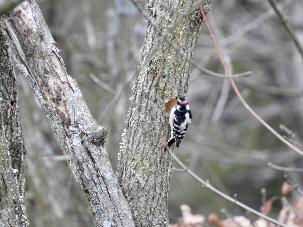 Pennsylvania Bird Atlas Checklist - 1 Jan 2024 - Bellemans Church Rd--Meadow Bend Farm - 9 species