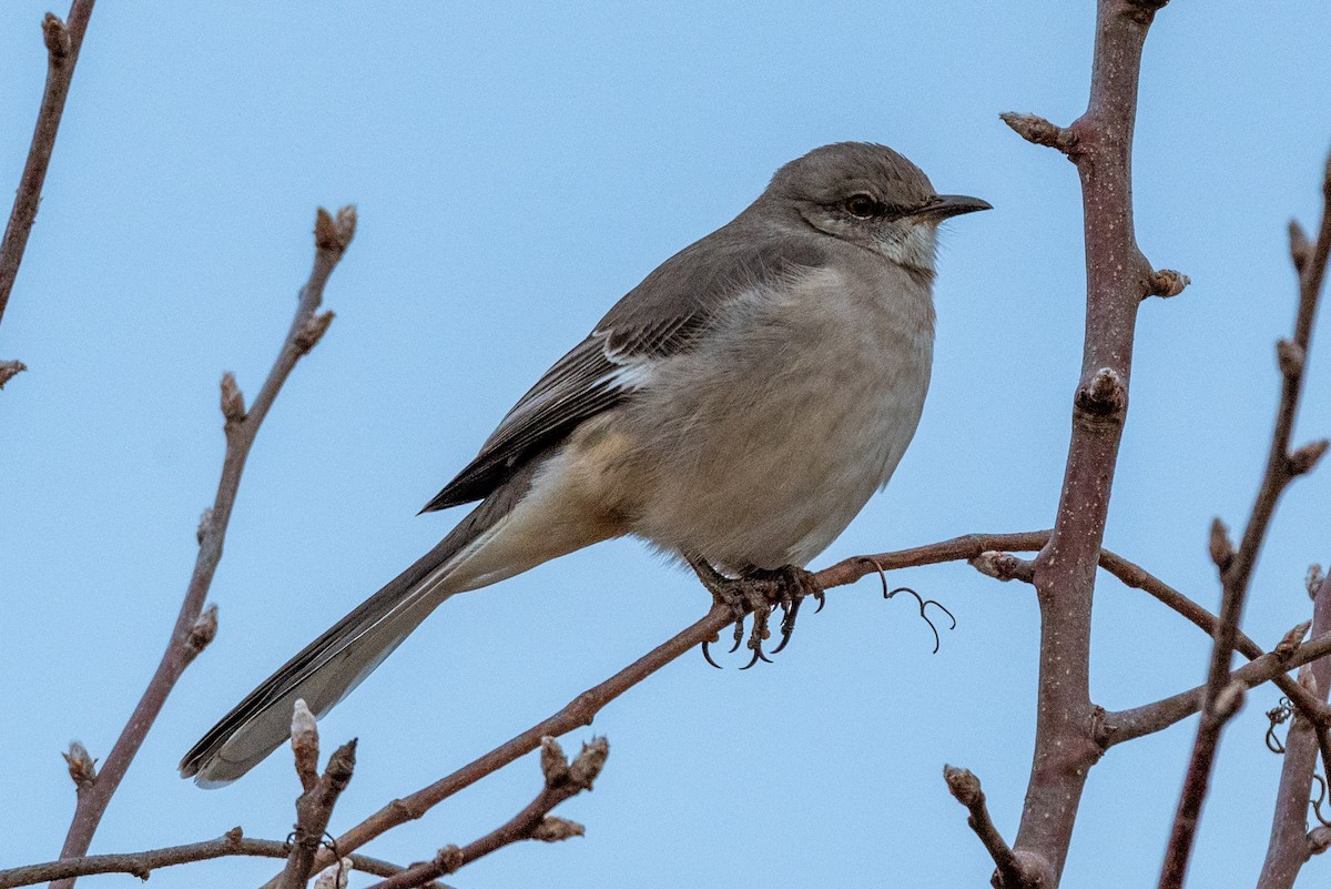 eBird Checklist - 2 Jan 2024 - Struble Lake - 27 species